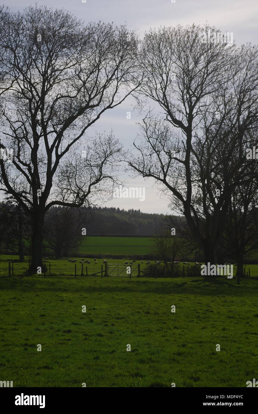 Silhouetted Leafless Ash Trees on a Sunny Spring Day in Devon Farmland ...
