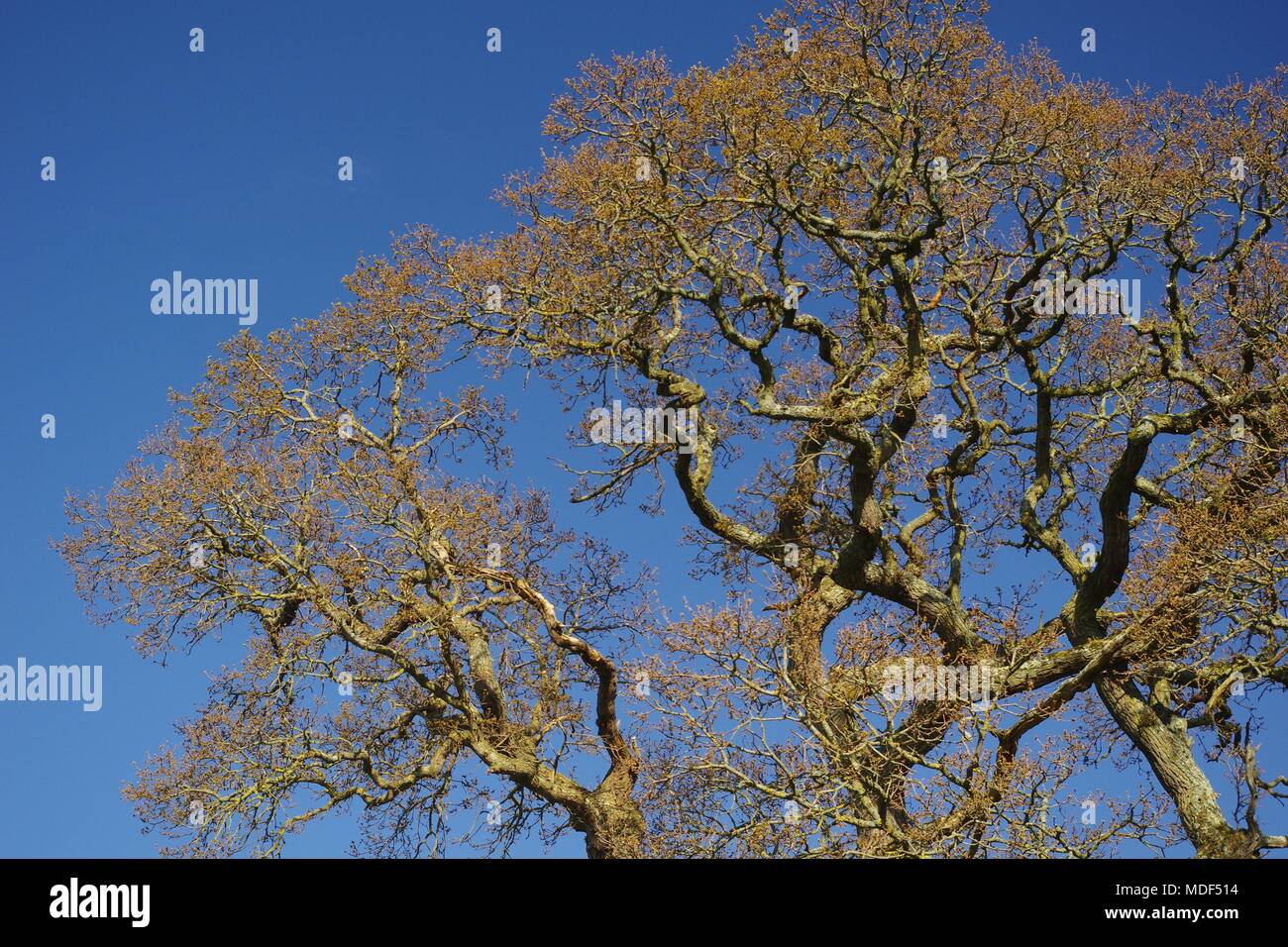 Mature Leafless English Oak Tree Top in Devon Farmland. Powderham ...