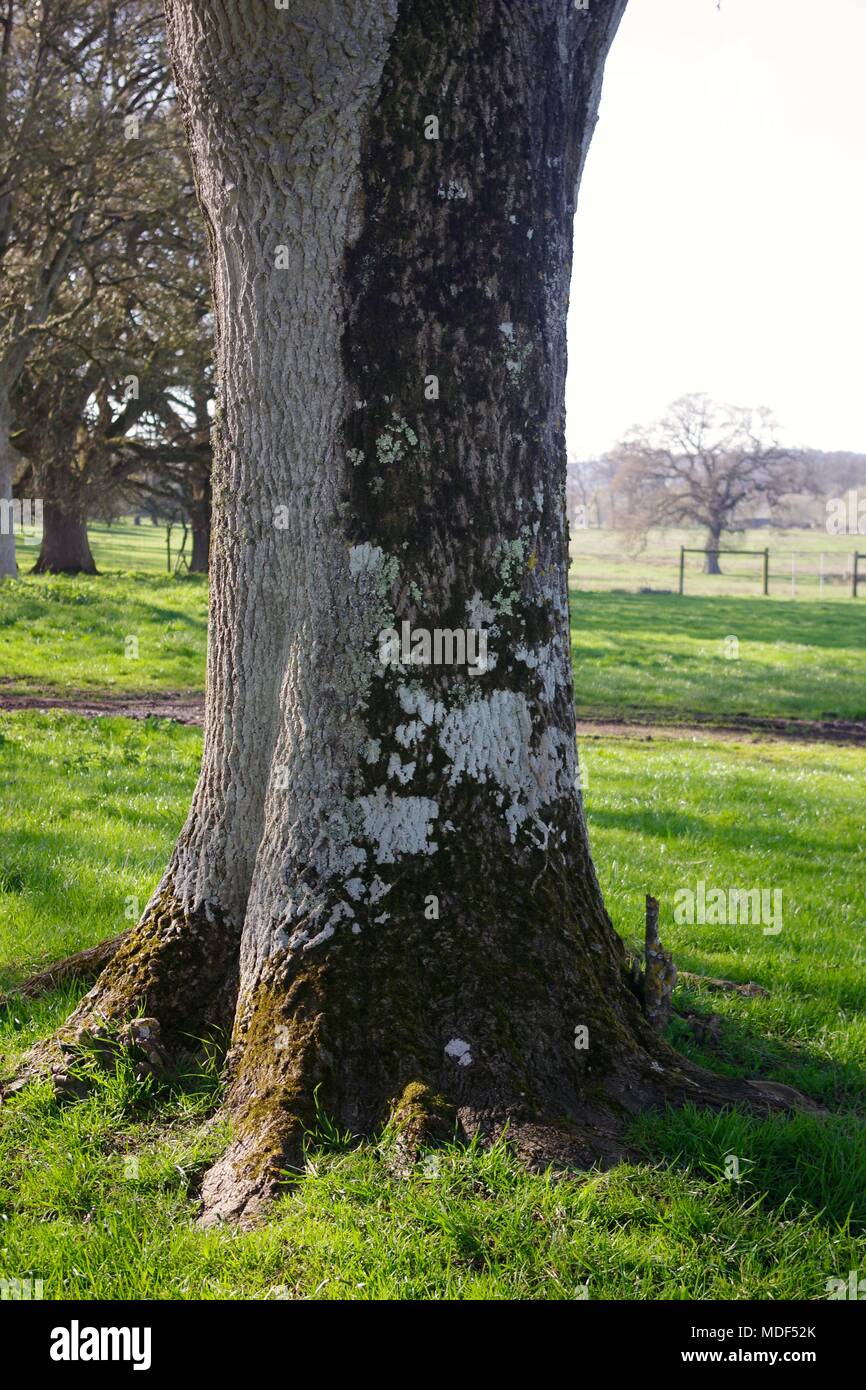 Mature ash tree bark hi-res stock photography and images - Alamy