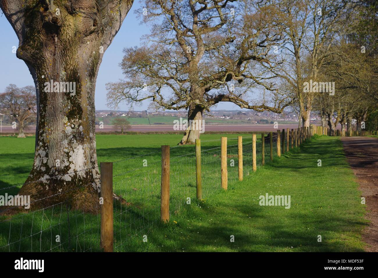 Mature Leafless English Oak Trees in a Vibrant Pasture Filed by a Wire ...