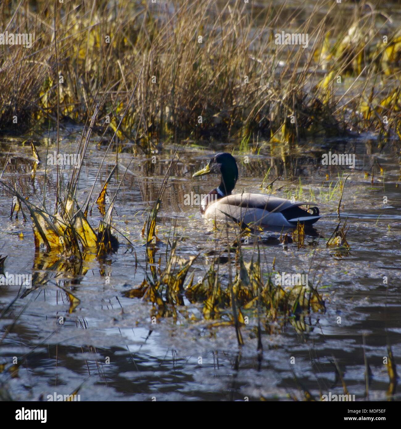 Drake Mallard Duck (Anas platyrhynchos) in a Wild Pond in Powderham ...
