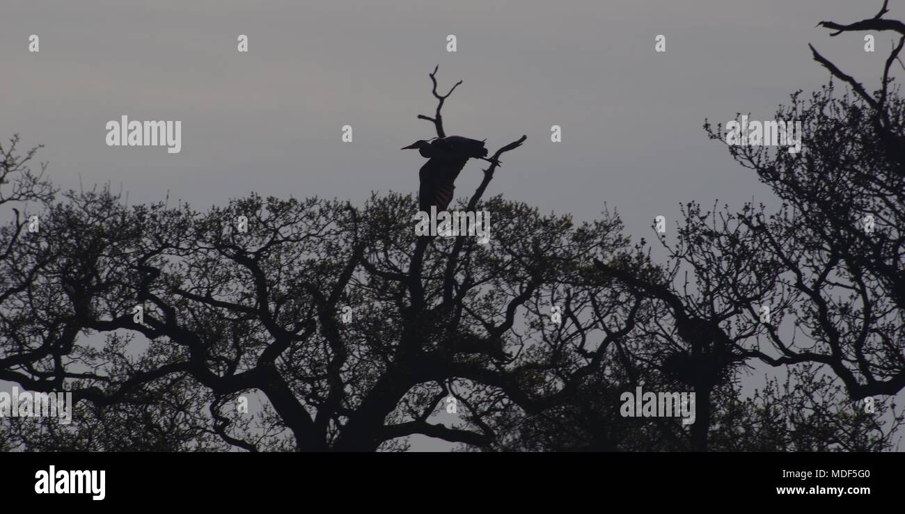 Grey Heron (Ardea cinerea) Sillhouetted In Flight, above the Ancient ...