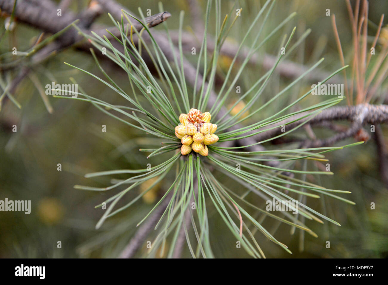 Beijing flowers hi-res stock photography and images - Alamy