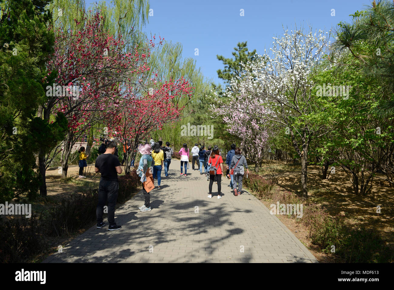 Visitors enjoy a flowering cherry-lined path in Beijing Botanic Garden ...