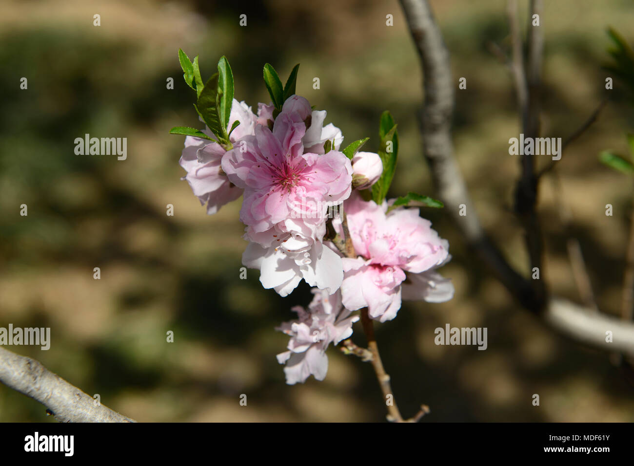 Flowering cherry tree in full bloom in Beijing, China Stock Photo - Alamy