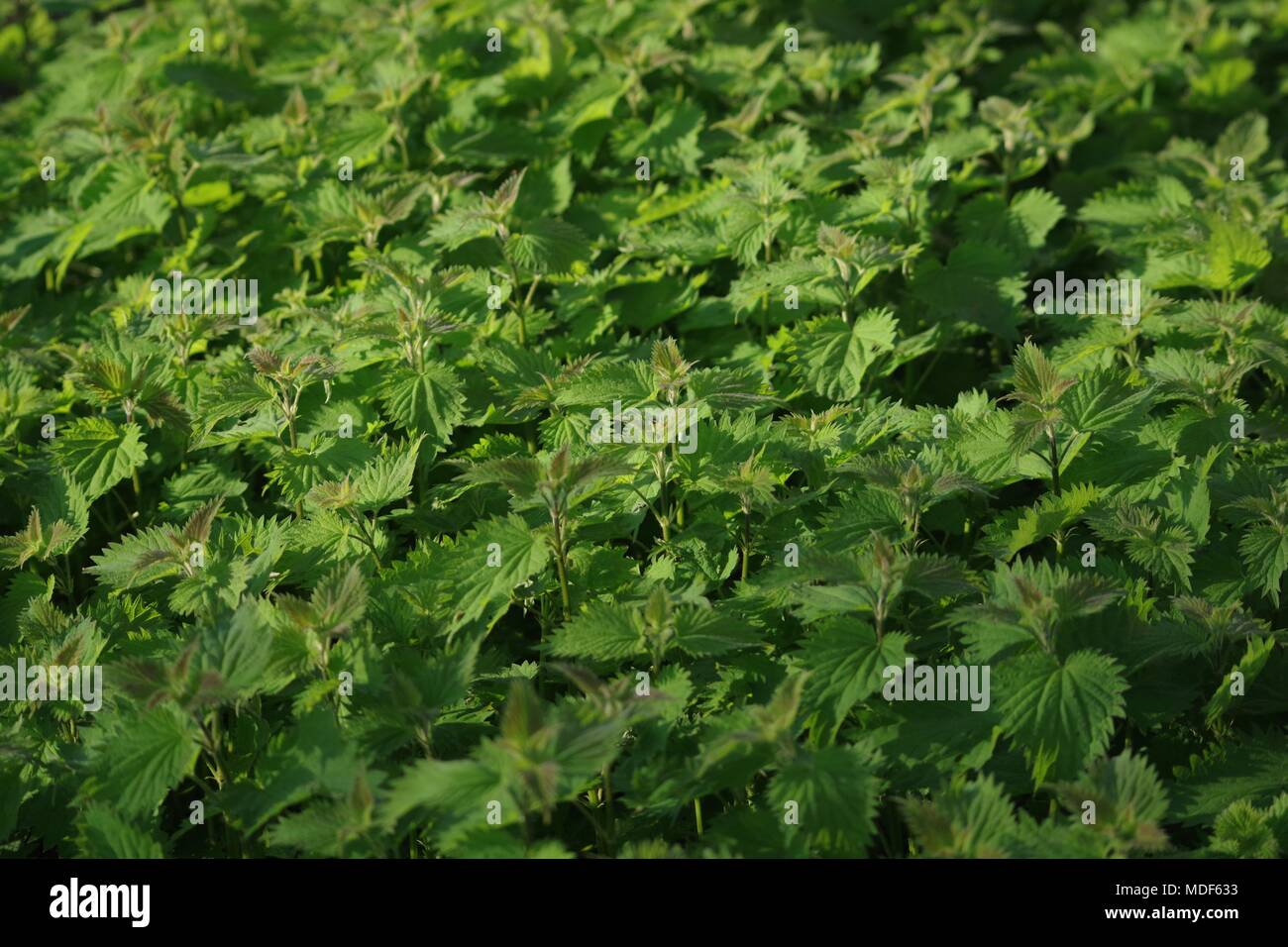 Bed of Vibrant Spring Stinging Nettles (Urtica diocia) Powderham ...