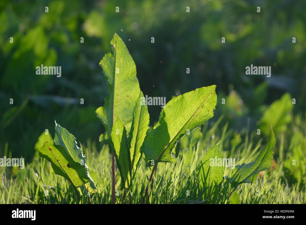 Dock Leaves Stock Photos & Dock Leaves Stock Images - Alamy