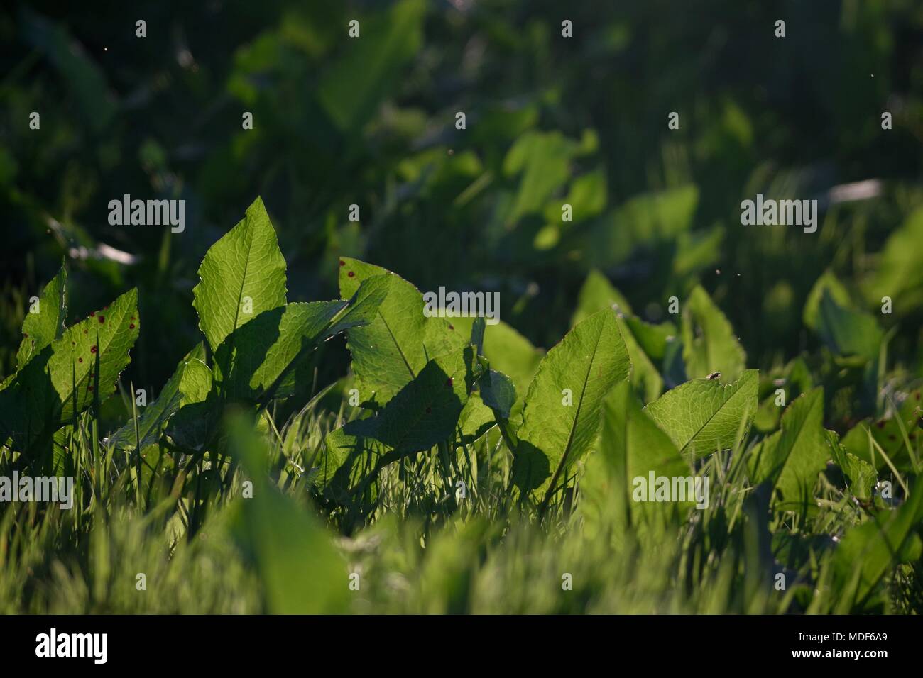Vibrant Green Backlit Dock Leaves (Rumex obtusifolius L.) Growing by a ...