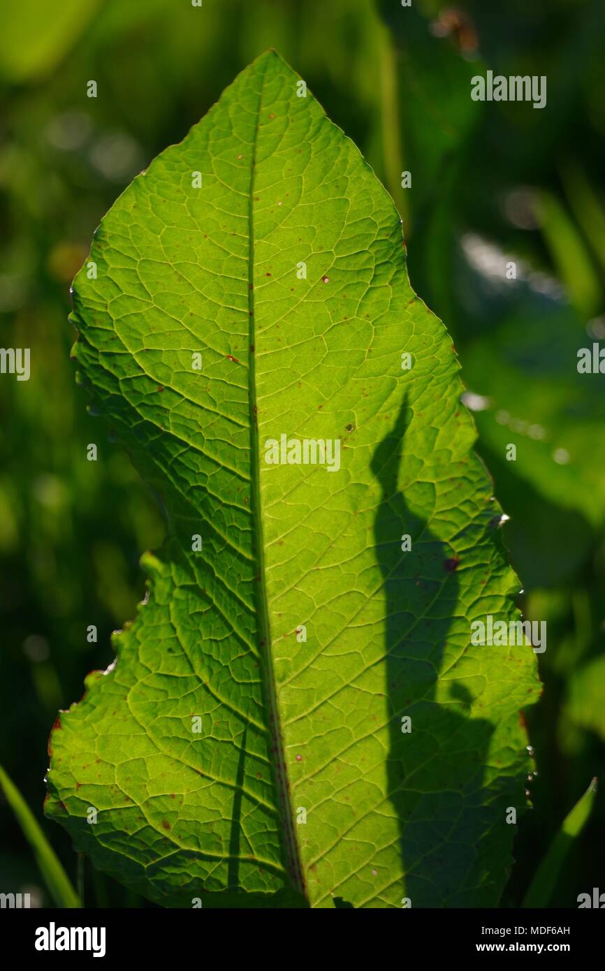 Backlit dockleaf hi-res stock photography and images - Alamy