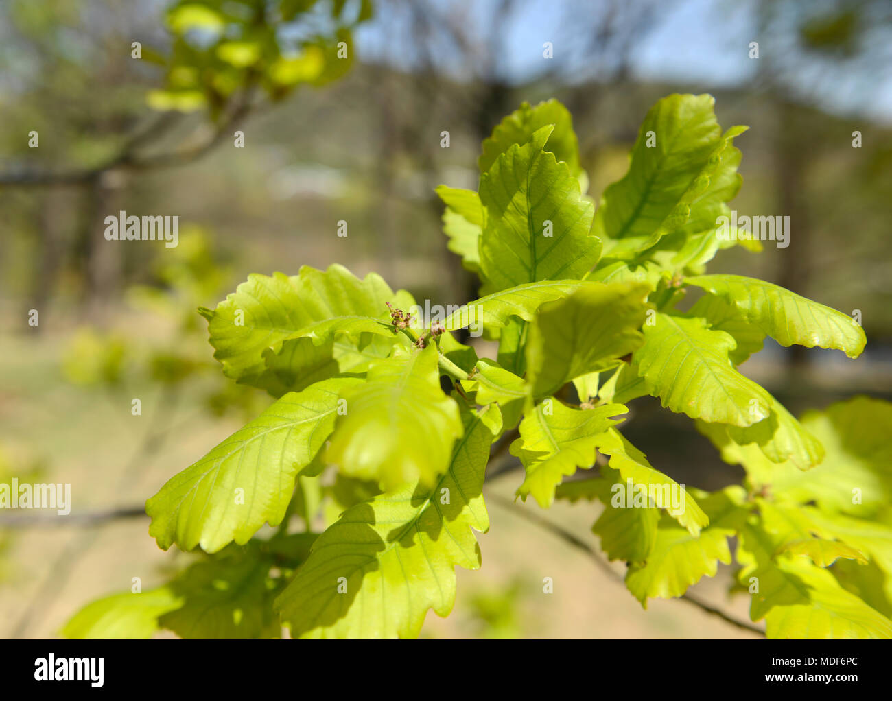 Fresh leaves emerge on an oak tree in Beijing botanic garden, Beijing ...