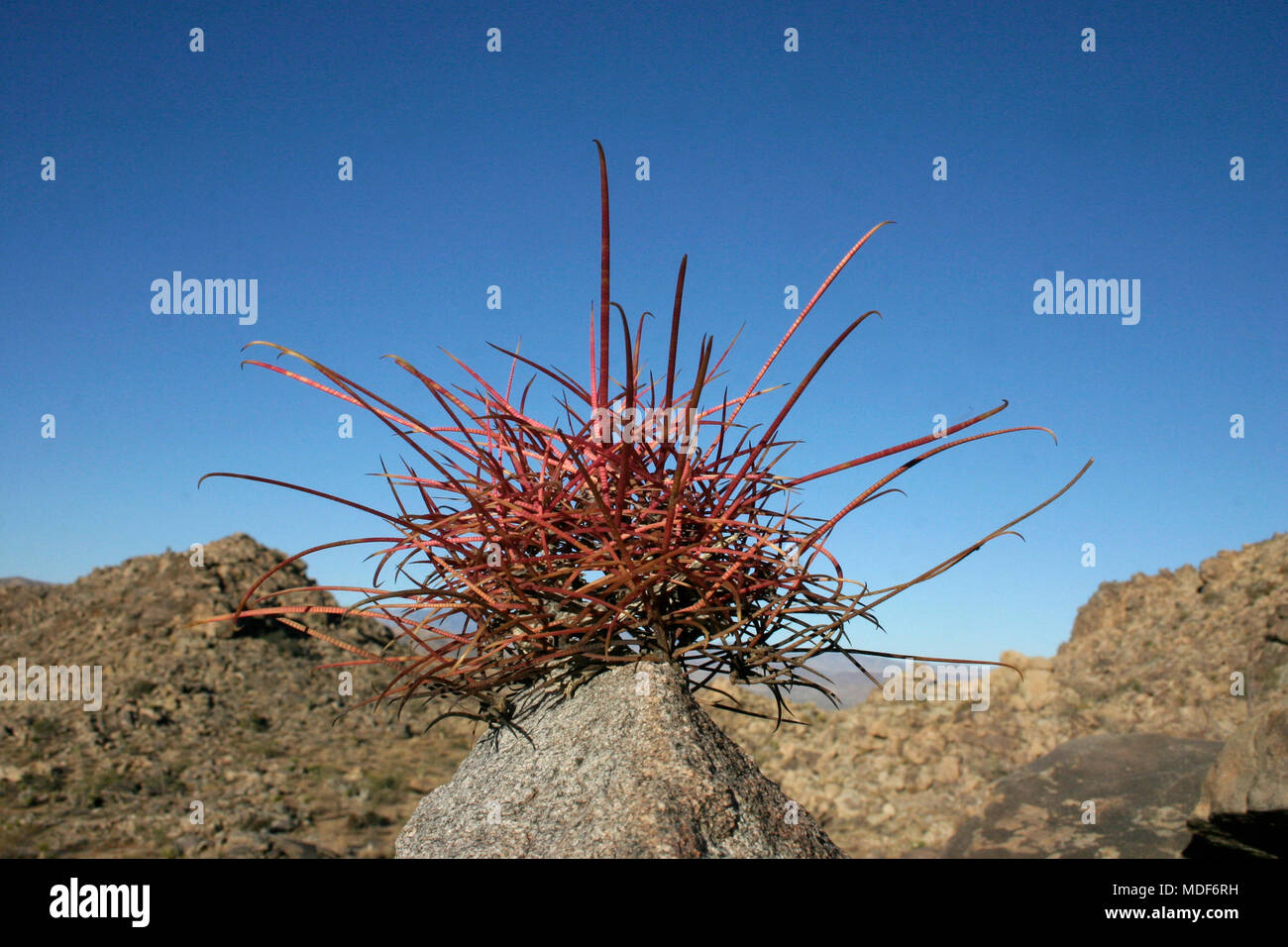 Dead cactus hi-res stock photography and images - Alamy