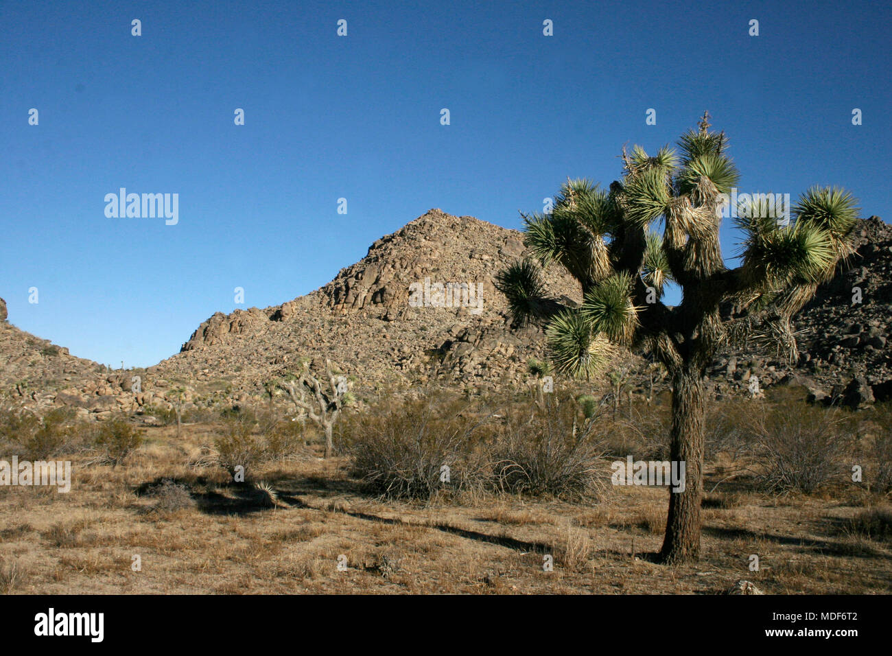 Many Branches Joshua Tree Yucca Brevifolia Mojave Desert Joshua Tree ...