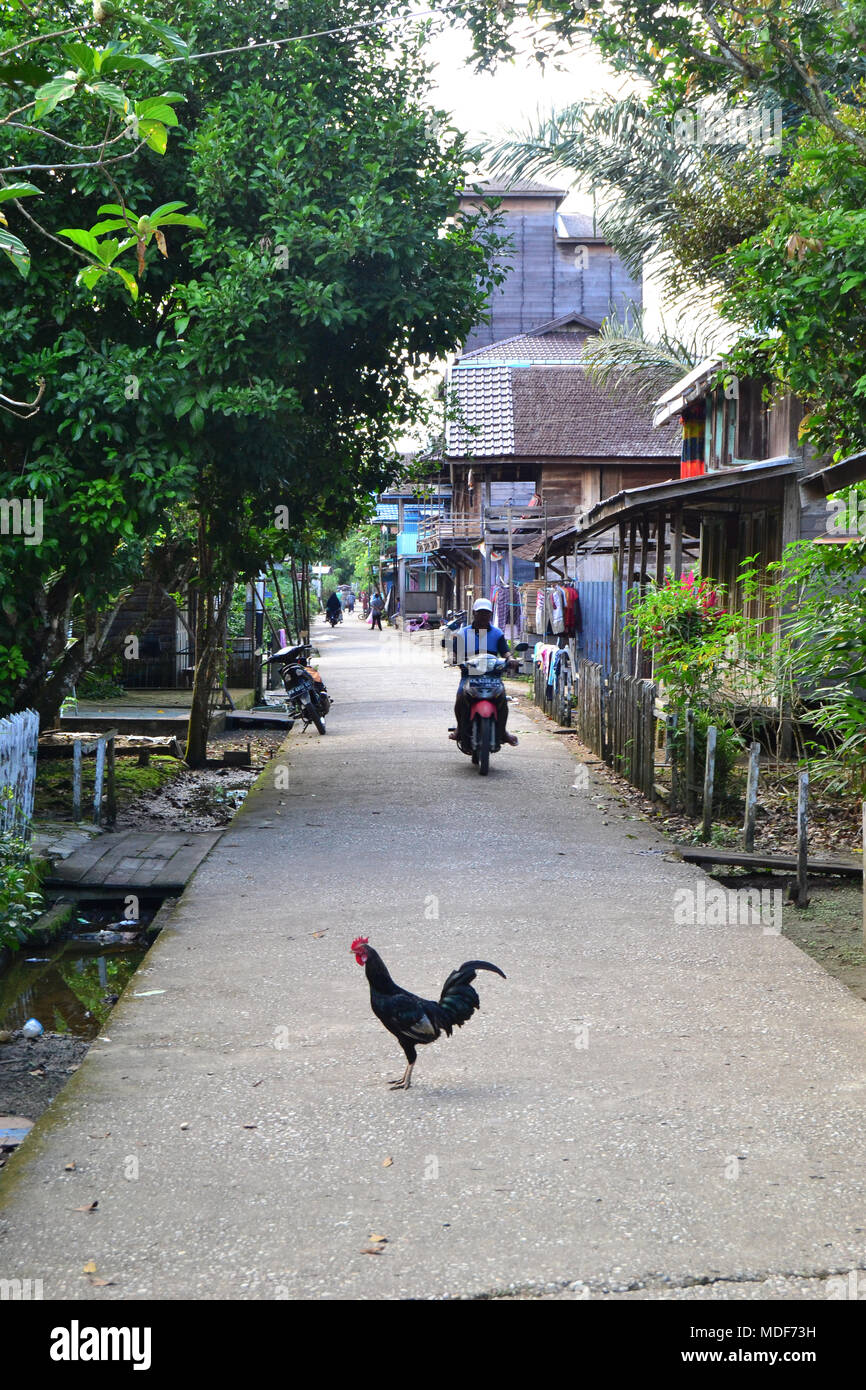 community activities on the Barito river, Borneo, Indonesia Stock Photo ...