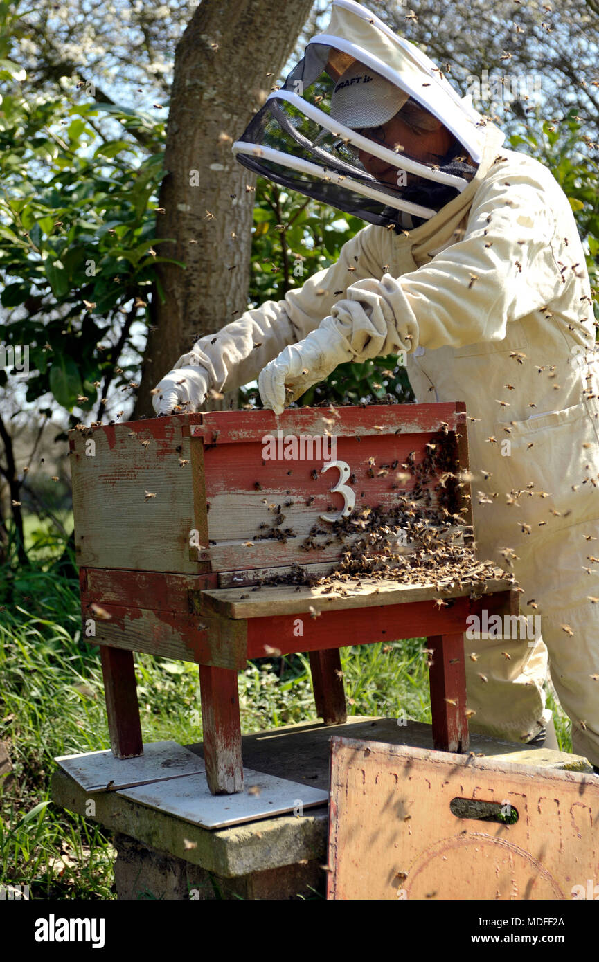 Local bee hive hi-res stock photography and images - Alamy