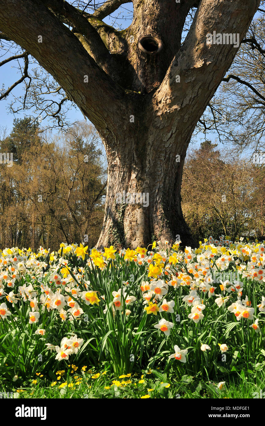 Springtime 2018 in Country Garden Masham Yorkshire UK Stock Photo - Alamy