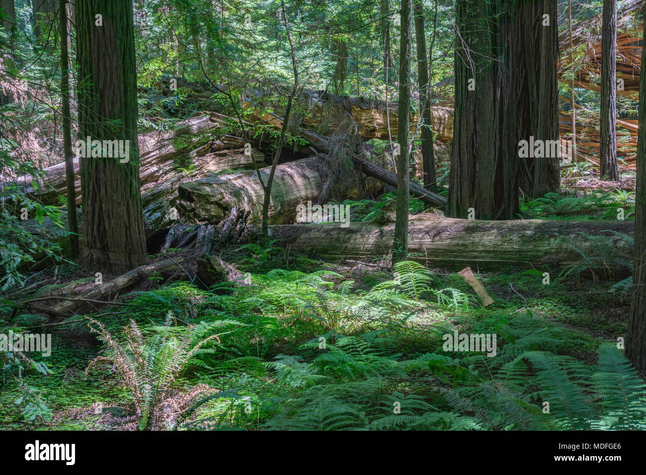 Humboldt Redwoods State Park is a state park in California containing ...