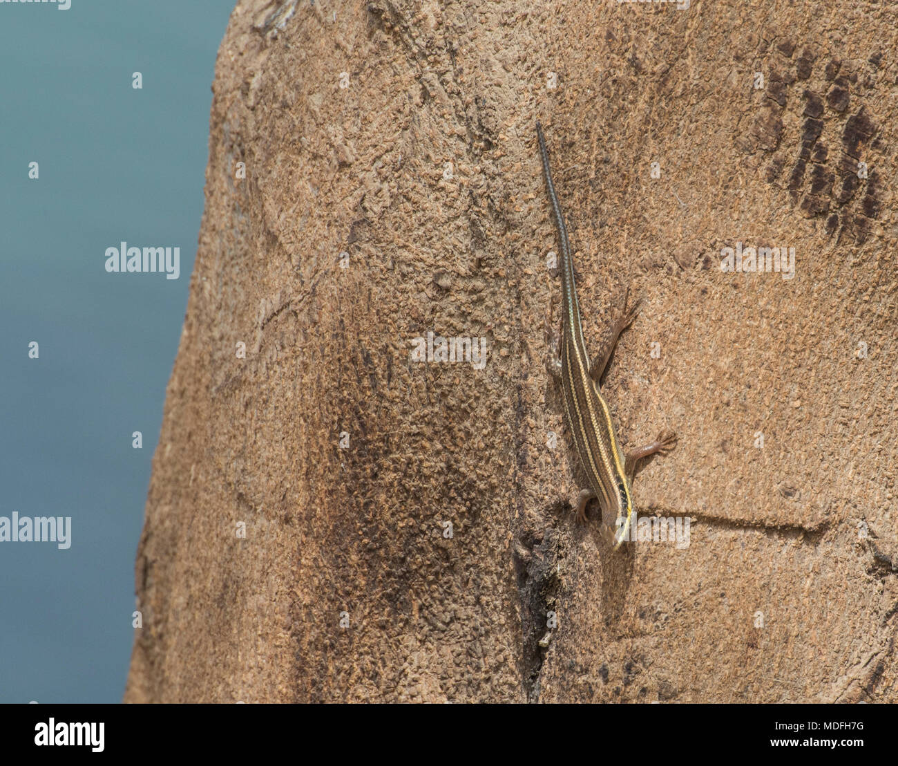 Blue tailed reptile hi-res stock photography and images - Alamy