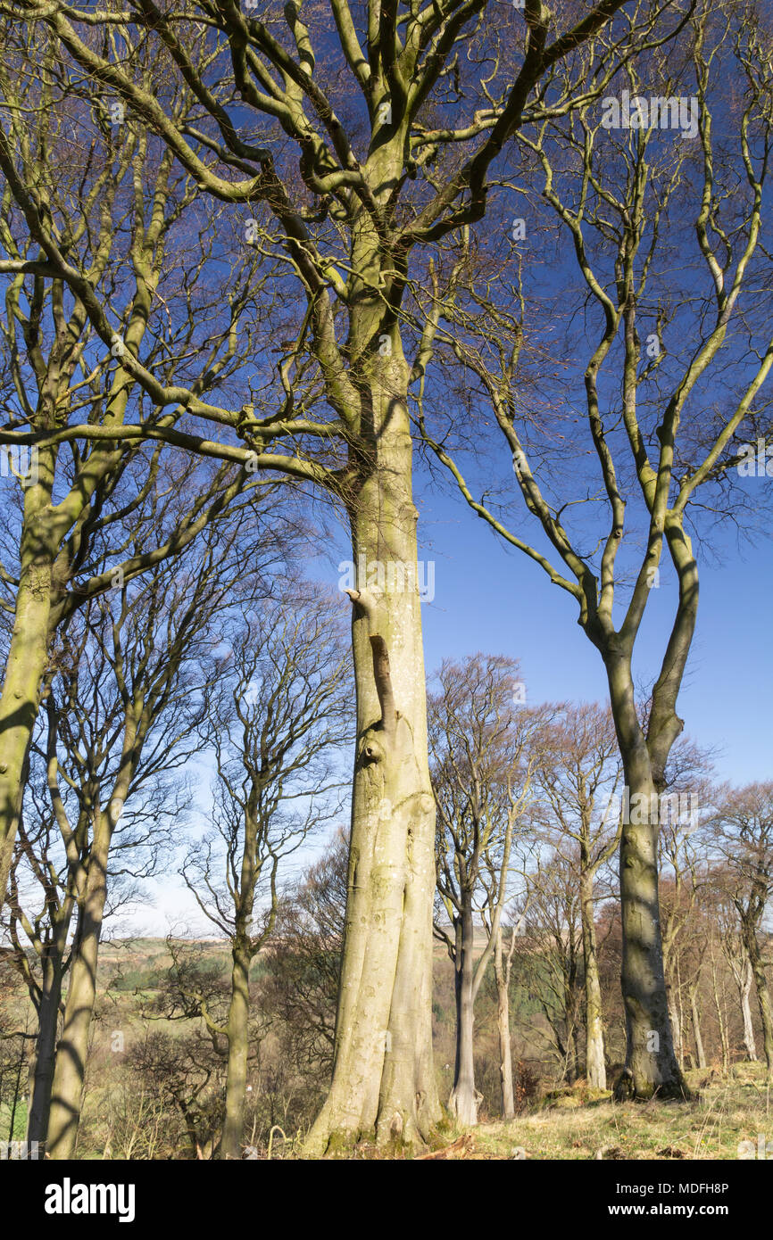 Tall tree trunks Stock Photo - Alamy