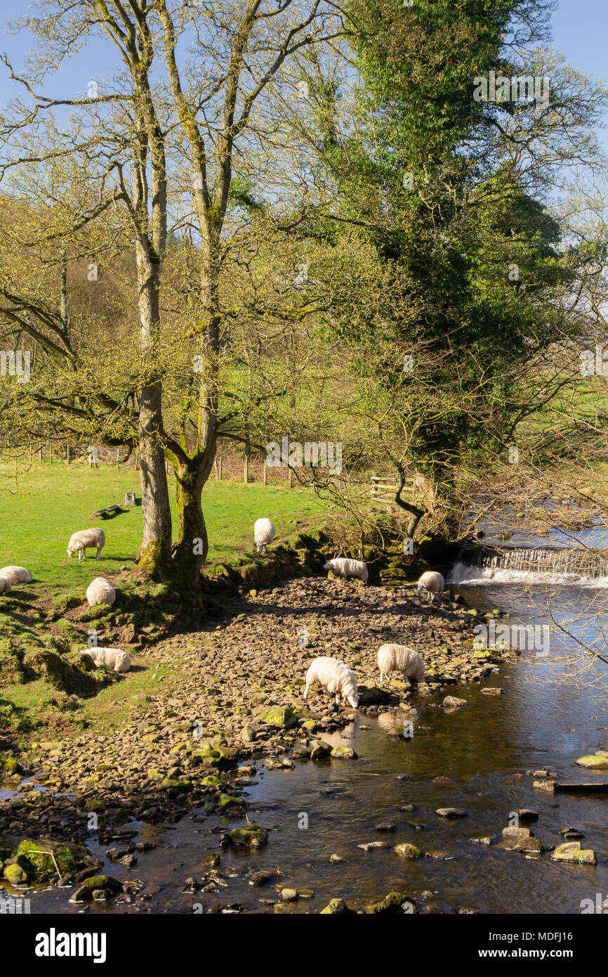Sheep Drinking Water High Resolution Stock Photography and Images - Alamy