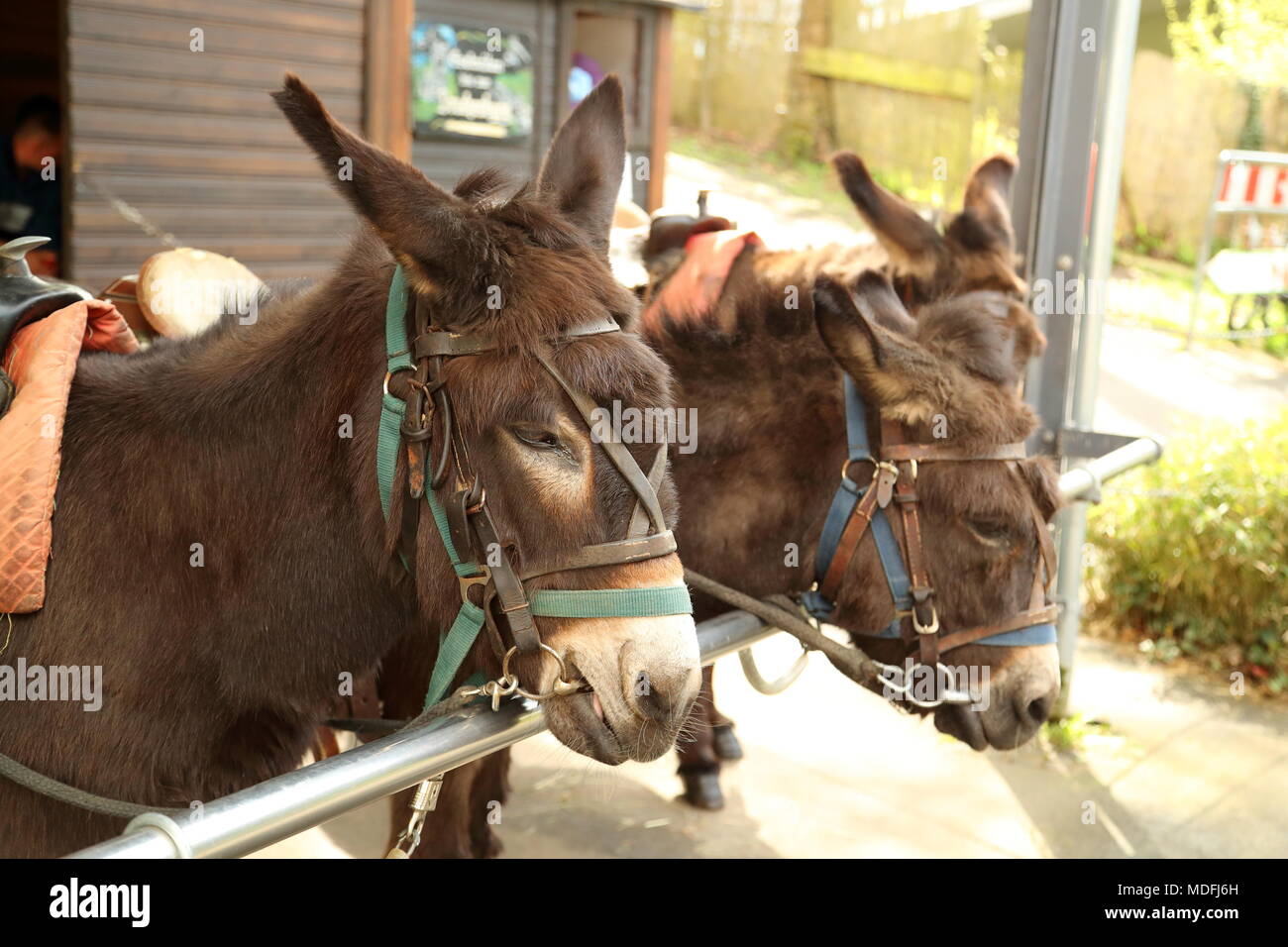 Donkeys are waiting in the shade to carry tourists from the base ...