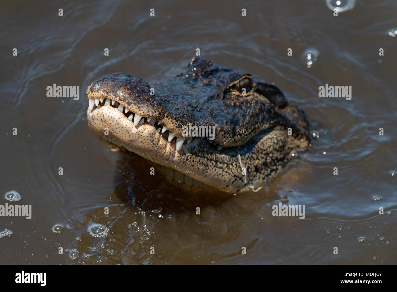 Alligator looking up towards camera showing big teeth Stock Photo - Alamy