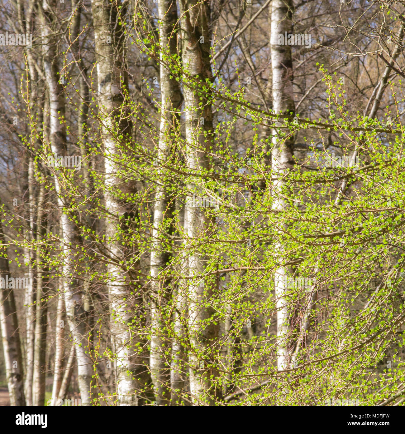 Silver birch tree trunks and spring foliage Stock Photo - Alamy