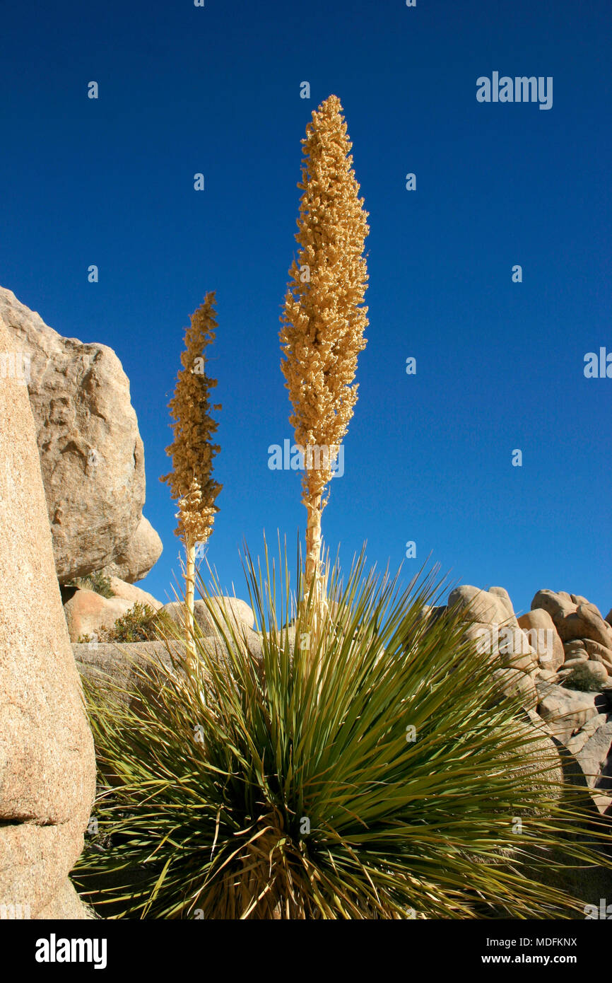 Mojave Desert; Joshua Tree National Park; California Stock Photo - Alamy