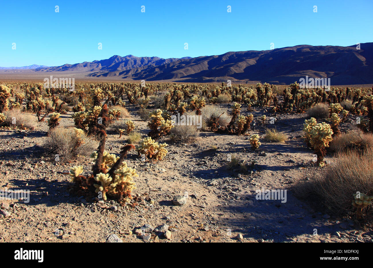 Jumping cholla cactus hi-res stock photography and images - Alamy