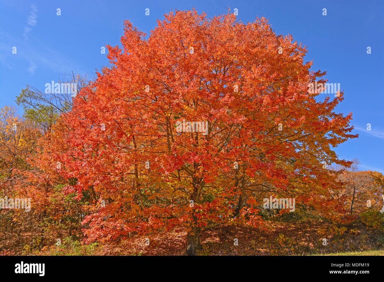 Sugar Maple in Full Color along the Blue Ridge Parkway in Virginia ...