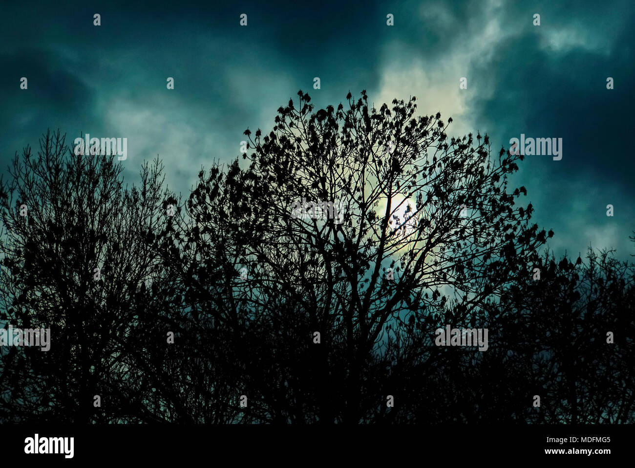 Night scene in forest hi-res stock photography and images - Alamy