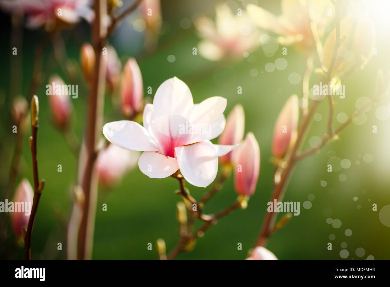 Beautiful pink magnolia flower hi-res stock photography and images - Alamy