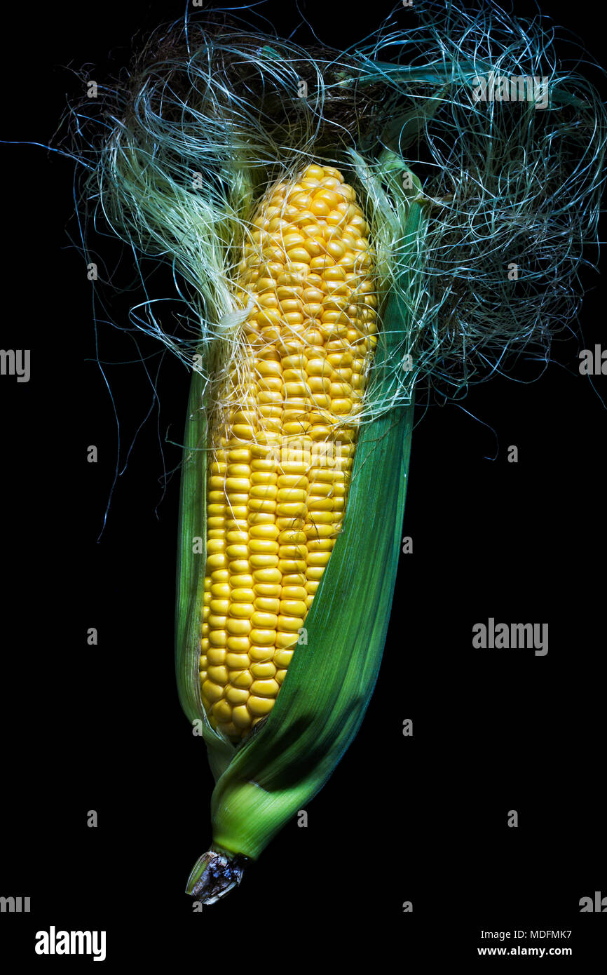 Black shuck hi-res stock photography and images - Alamy