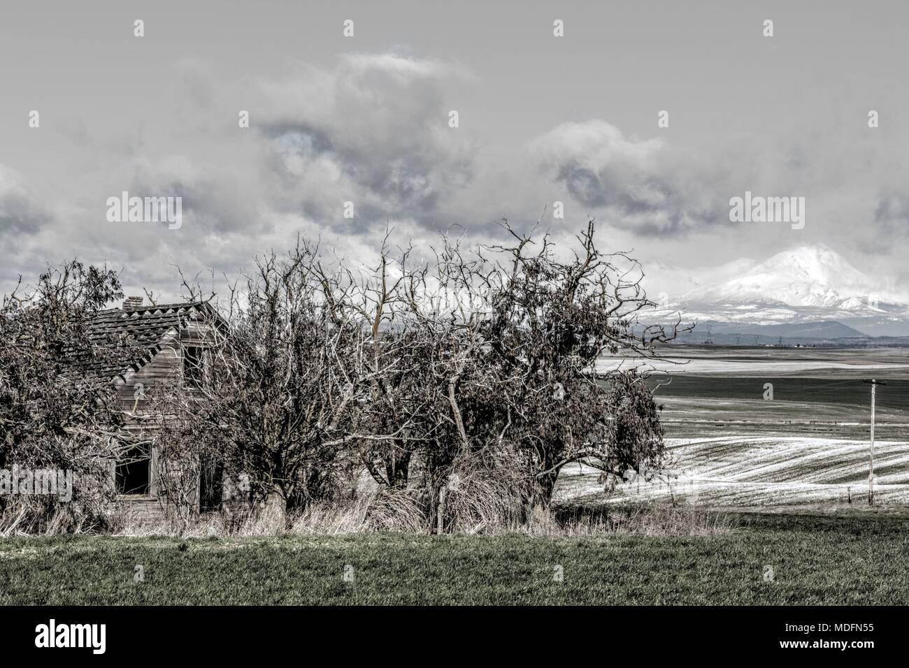 Abandoned farm house and overgrown property with Mt Adams in the ...
