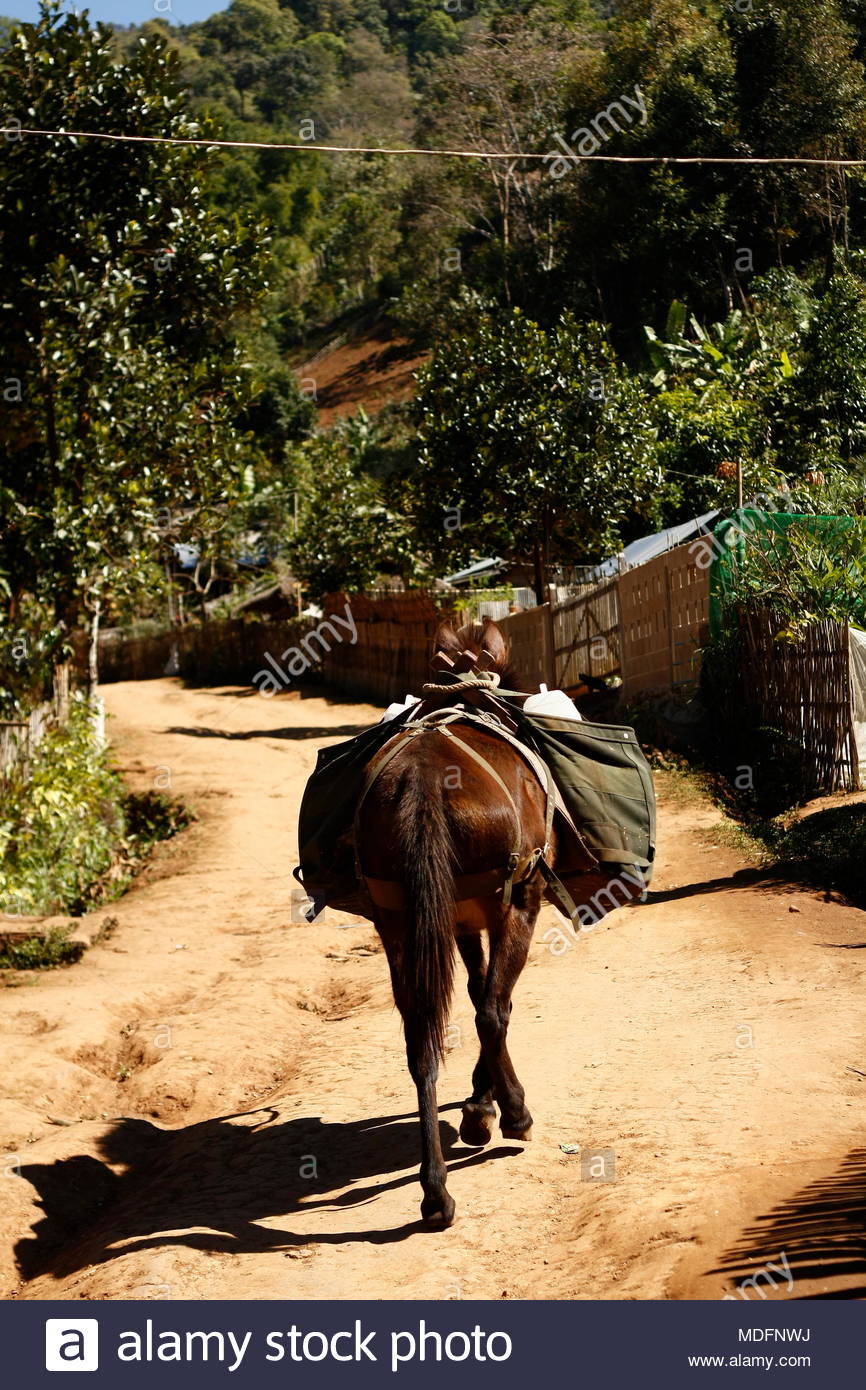 Donkey Carrying Goods High Resolution Stock Photography and Images - Alamy