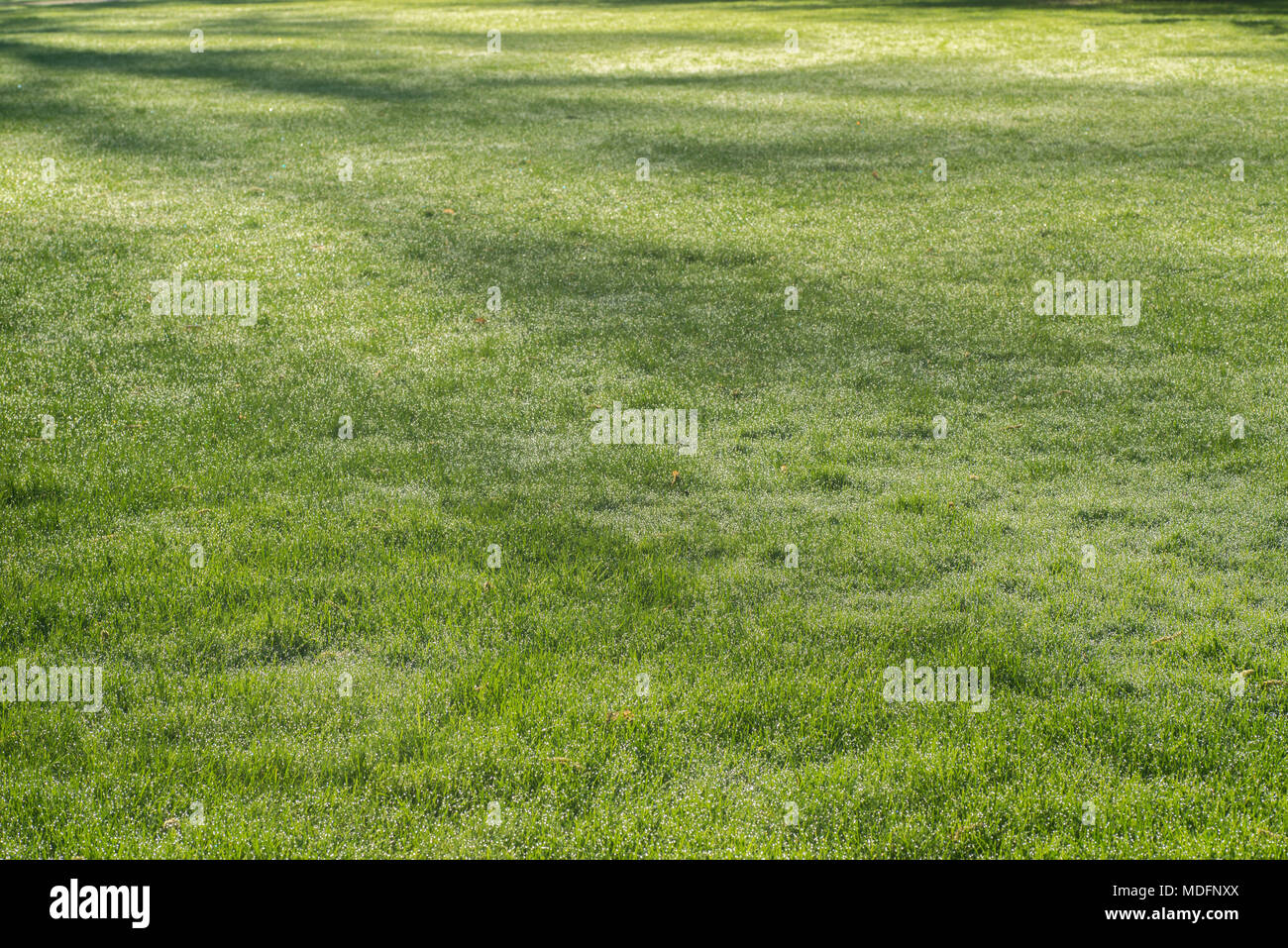 Lawn field greenery grass hi-res stock photography and images - Alamy