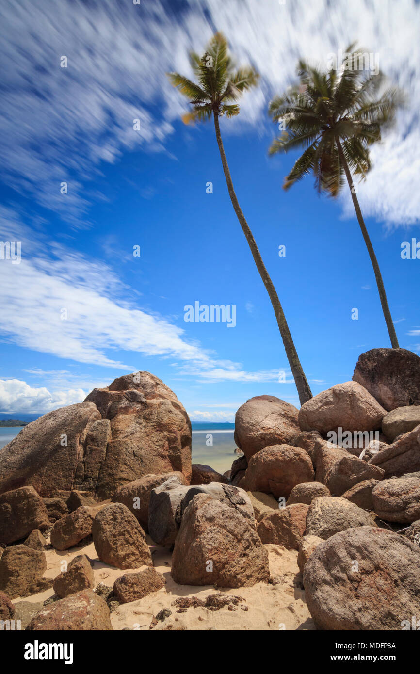 Palm trees on beach, Batu Kalang, West Sumatra, Indonesia Stock Photo ...