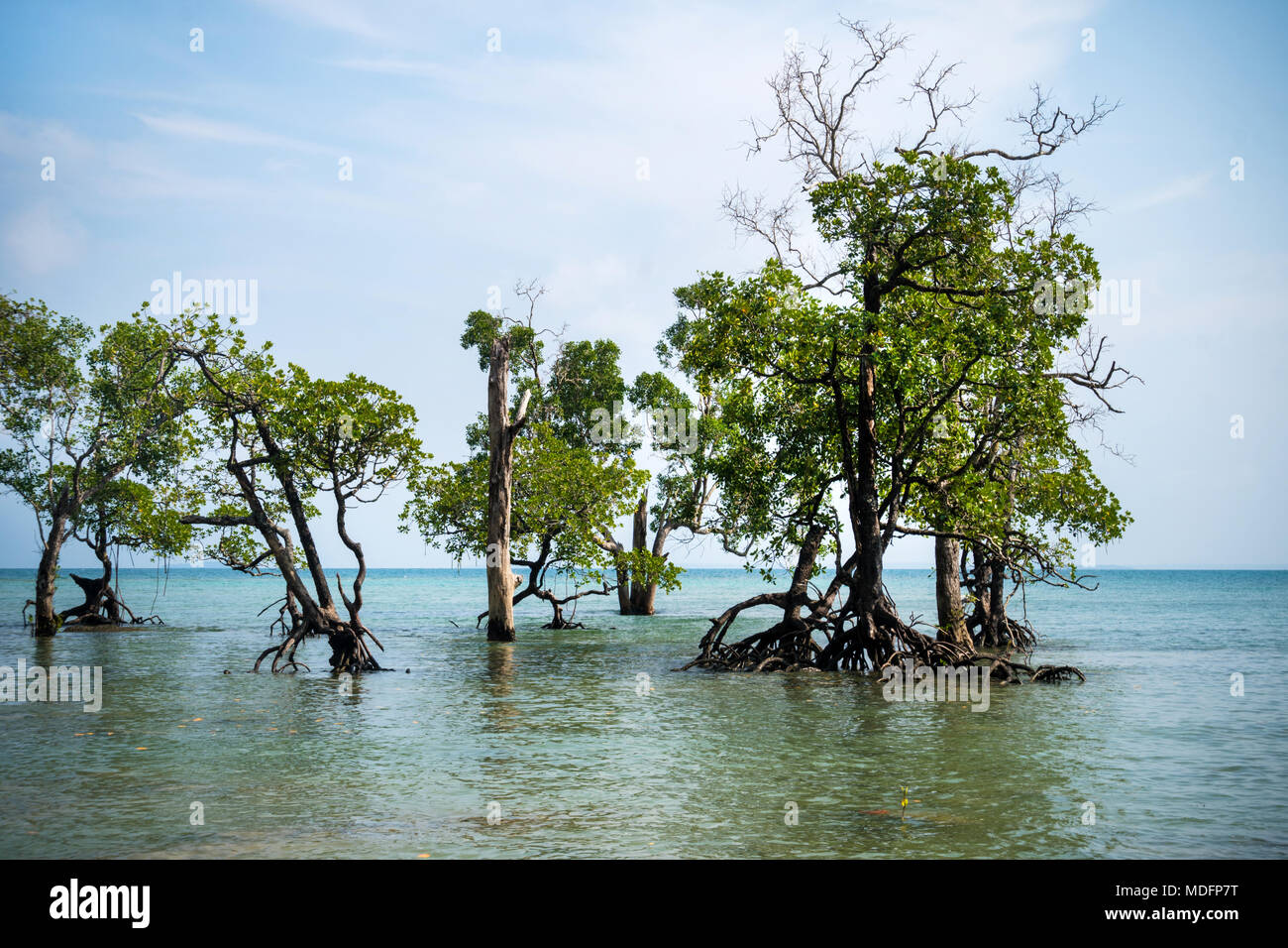 Pristine beach on long island, Andaman and Nicobar Islands, India ...