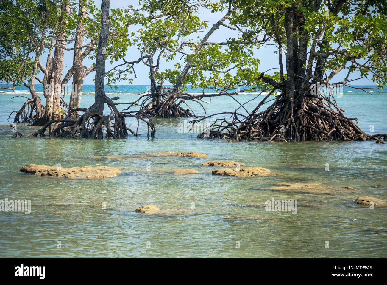 Root of the mangrove trees in mangrove forest, Intertidal forest ...