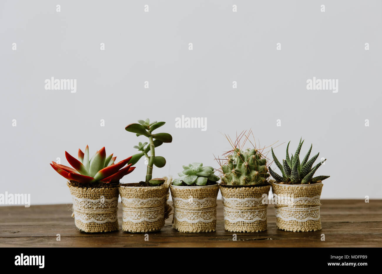 Five plants in a row Stock Photo - Alamy