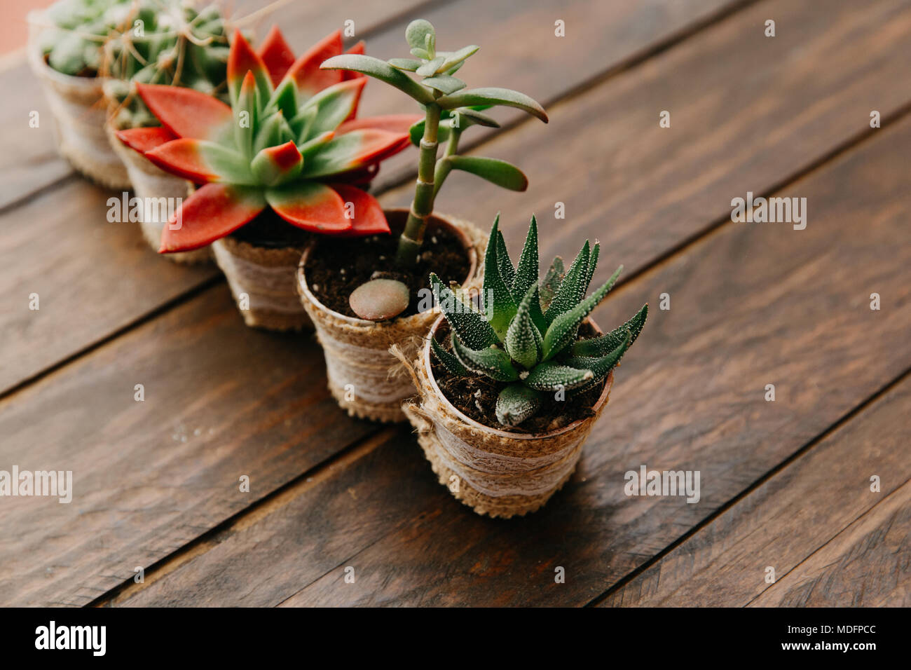 Five plants hi-res stock photography and images - Alamy