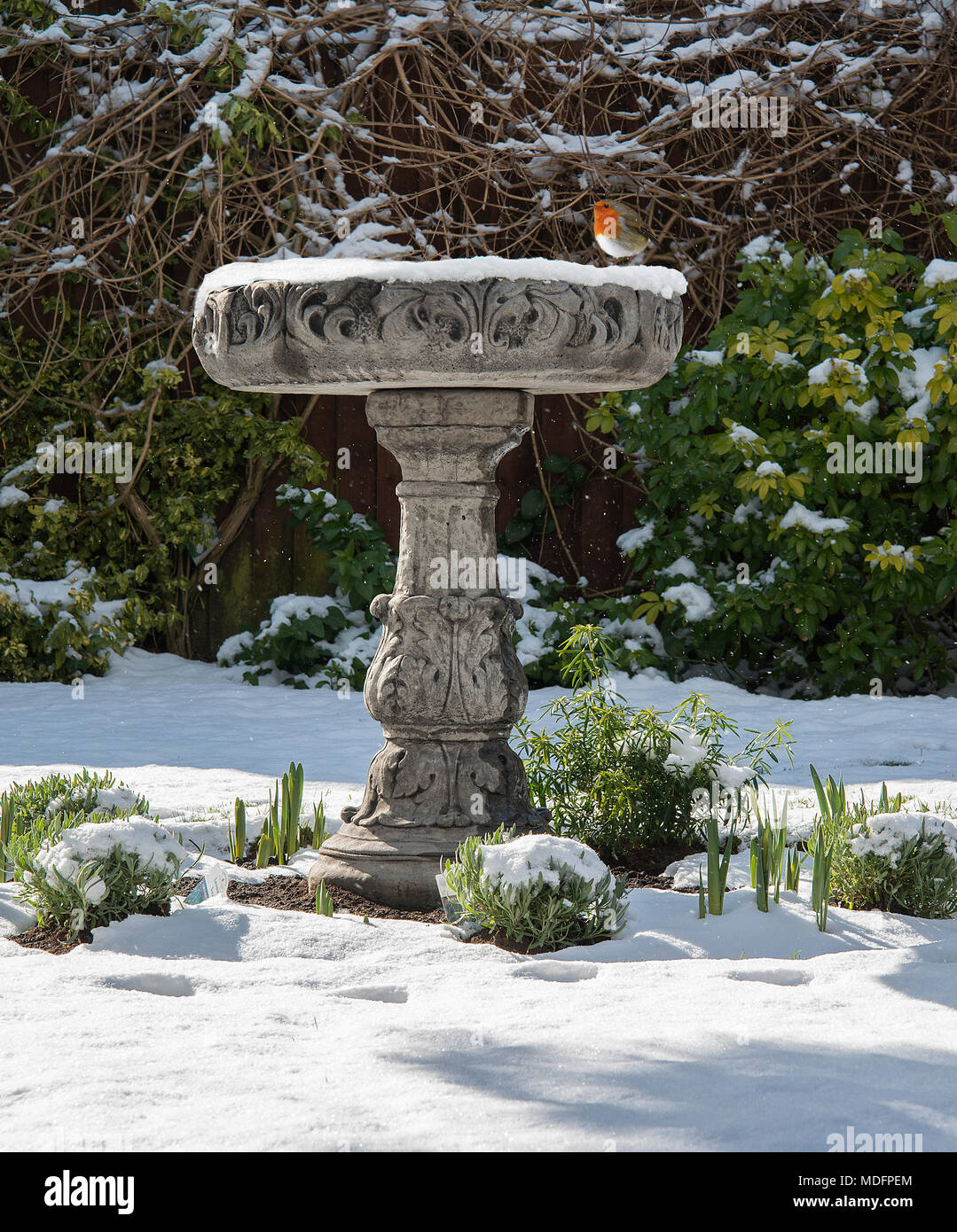 Robin bird bath snow hi-res stock photography and images - Alamy