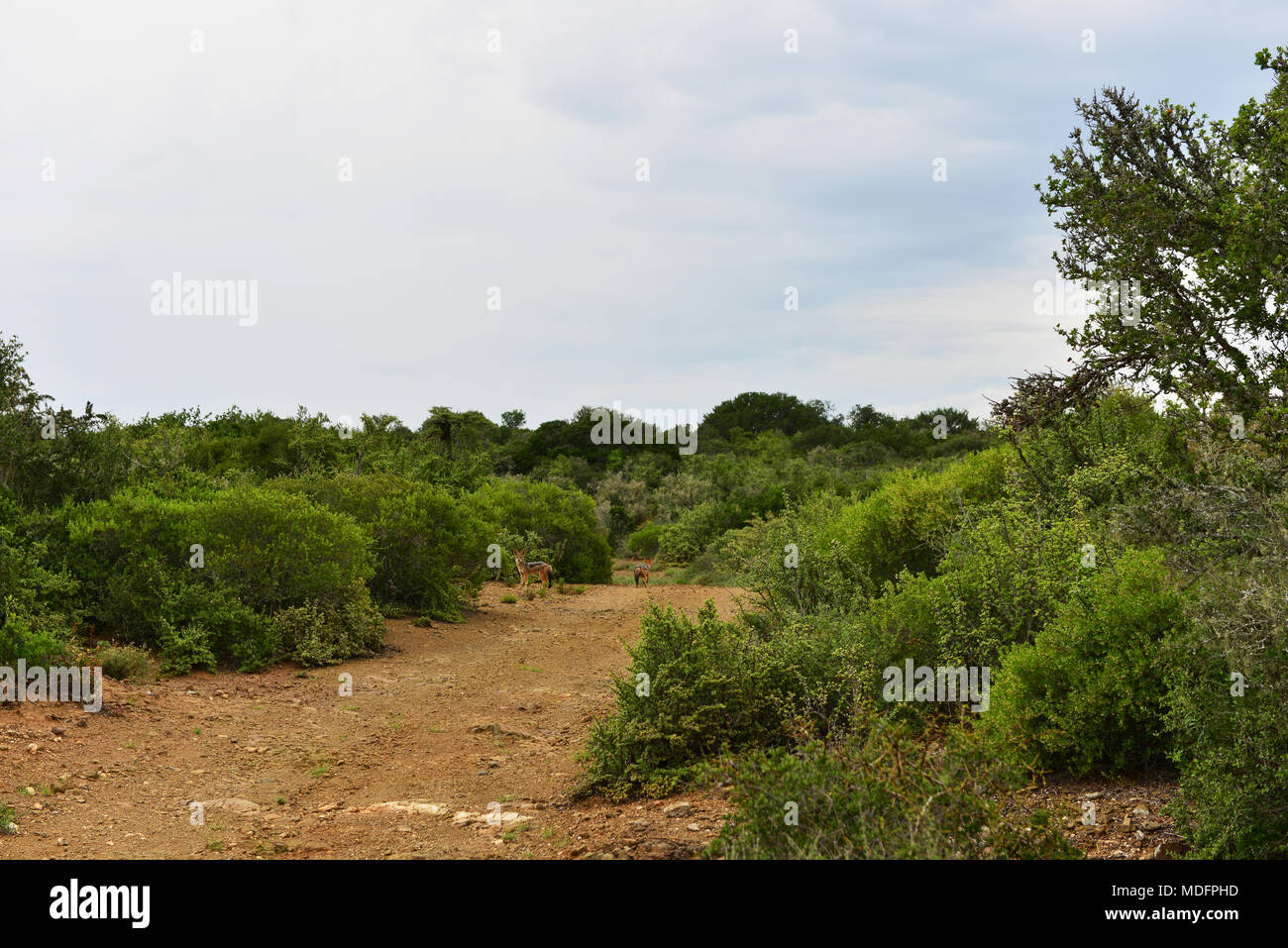 Wildlife in eastern cape hi-res stock photography and images - Alamy