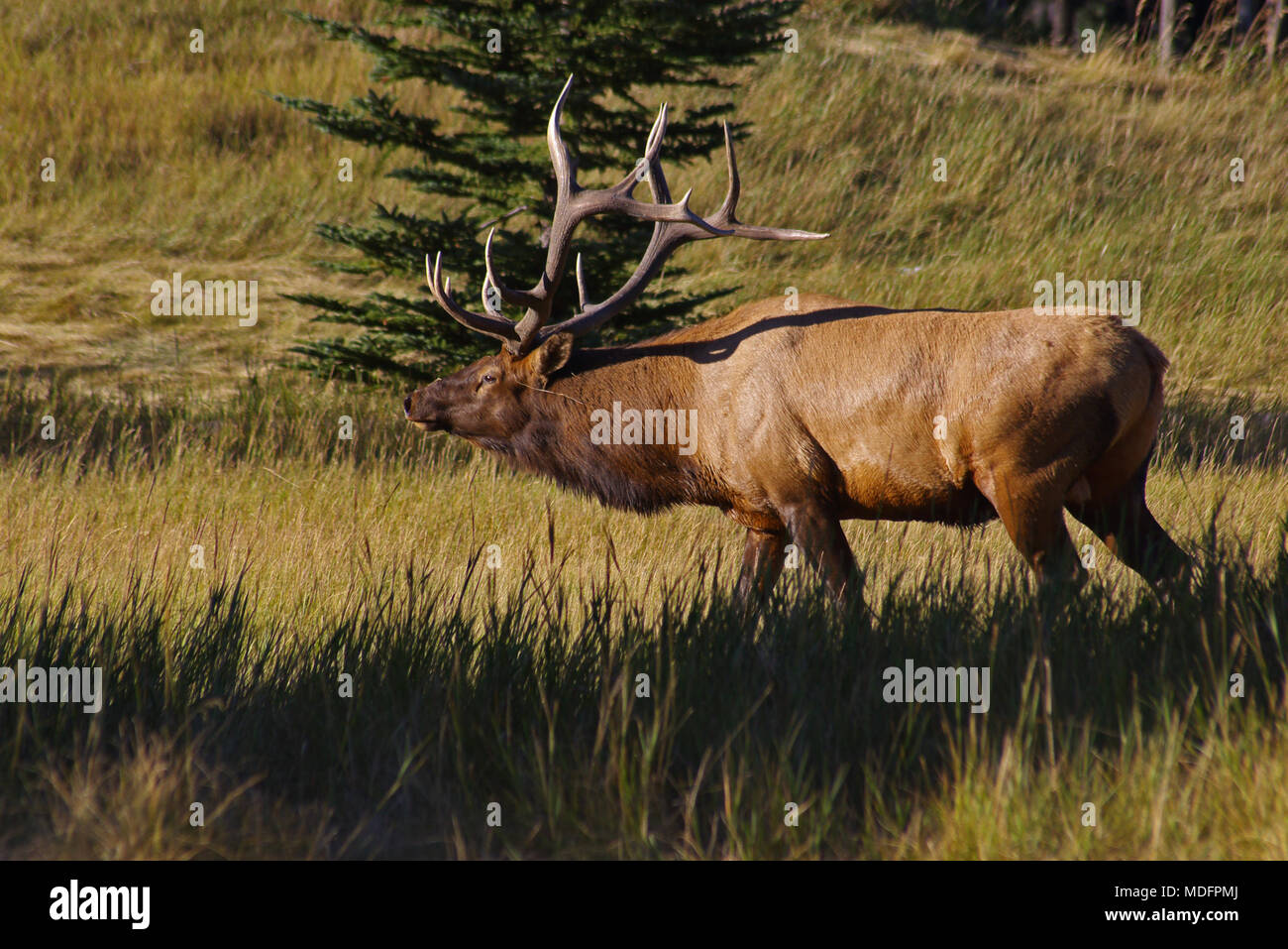 Bull Elk in the wilderness Stock Photo - Alamy