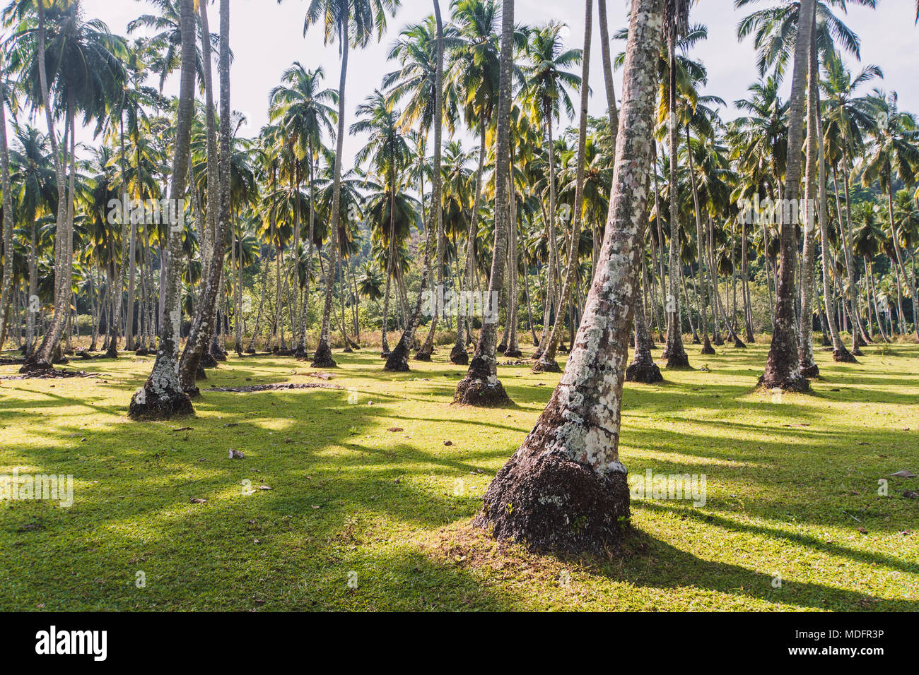 Park of coconut trees with long trunks. palm trees in tropical park ...