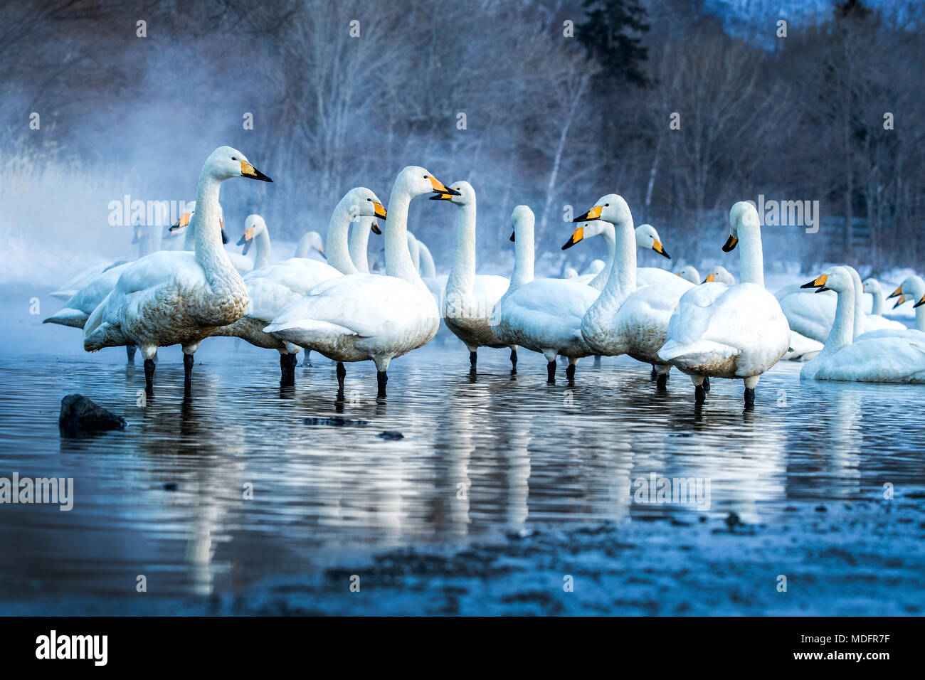 Wildlife scene winter japan hi-res stock photography and images - Alamy