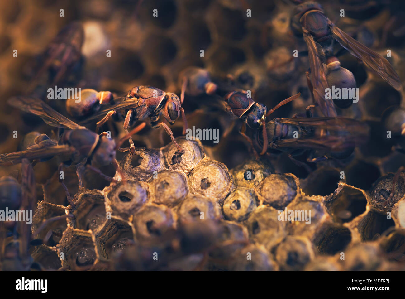 Wasp Pupae Stock Photos & Wasp Pupae Stock Images - Alamy