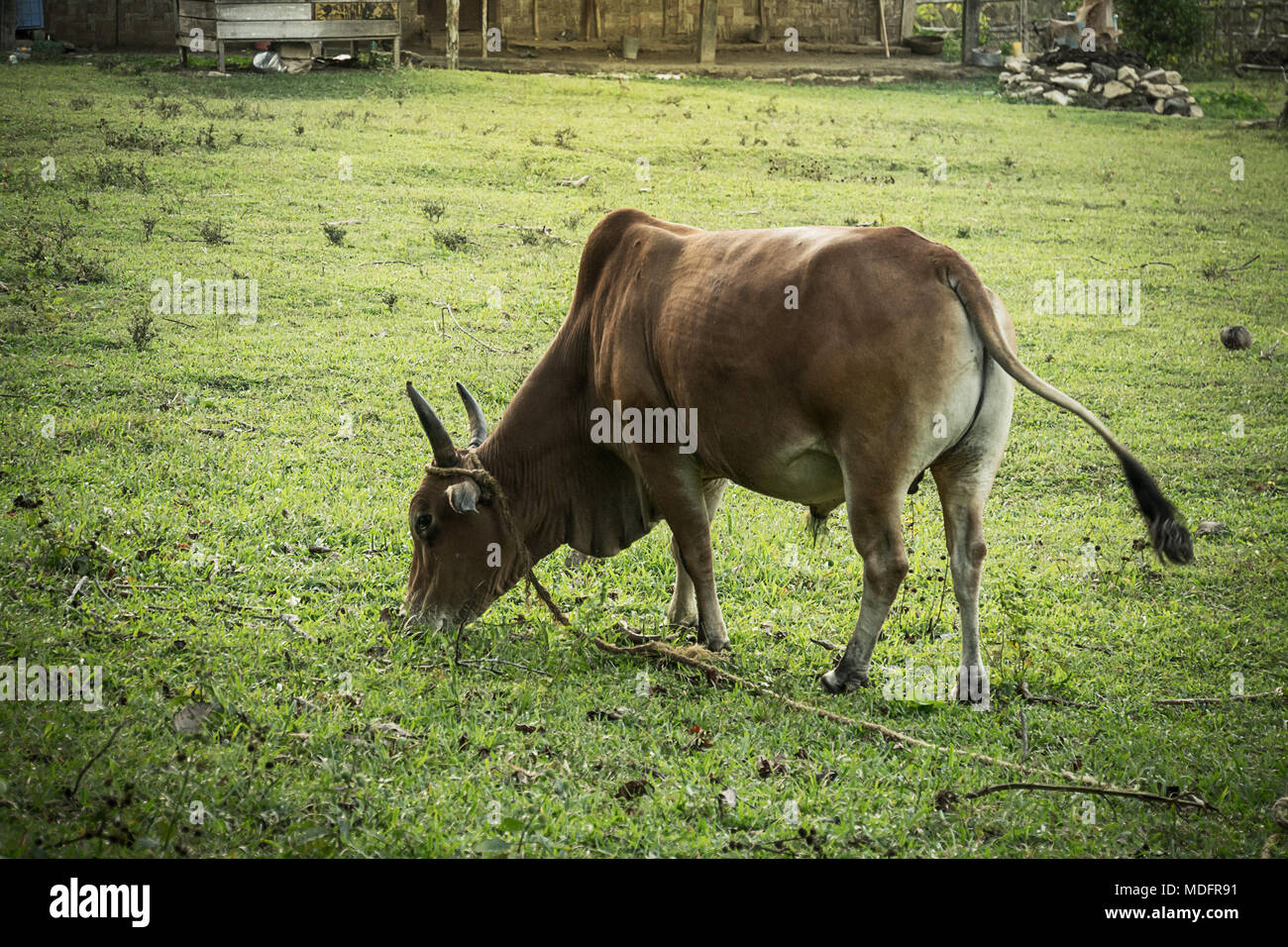 Brazilian beef cattle bull in field - nellore, white cow Stock Photo ...