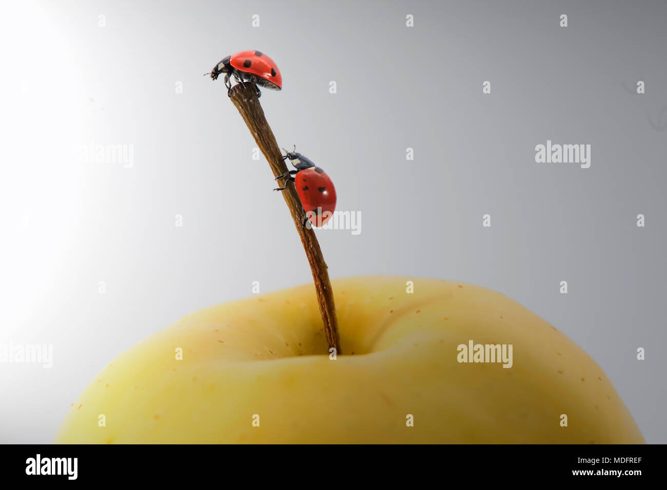 Two ladybugs on a an apple stalk Stock Photo - Alamy