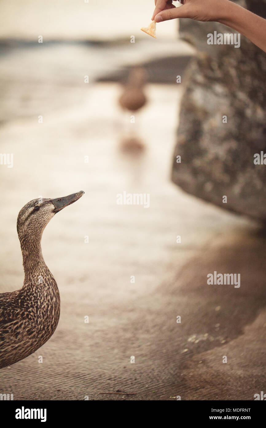 Adolescent duck hi-res stock photography and images - Alamy