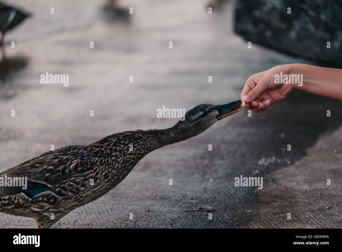 Adolescent duck hi-res stock photography and images - Alamy